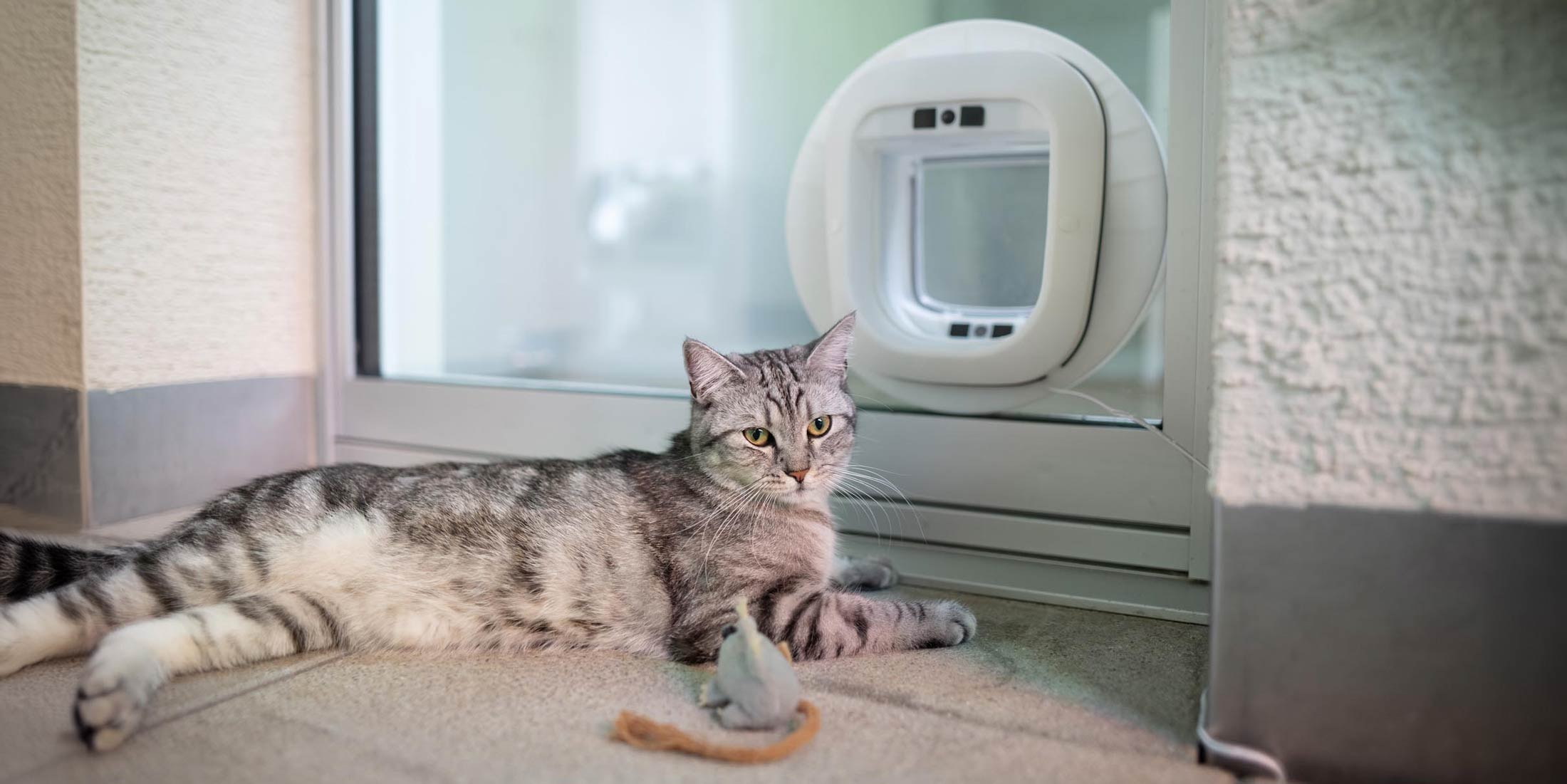 How does Flappie affect my cat?