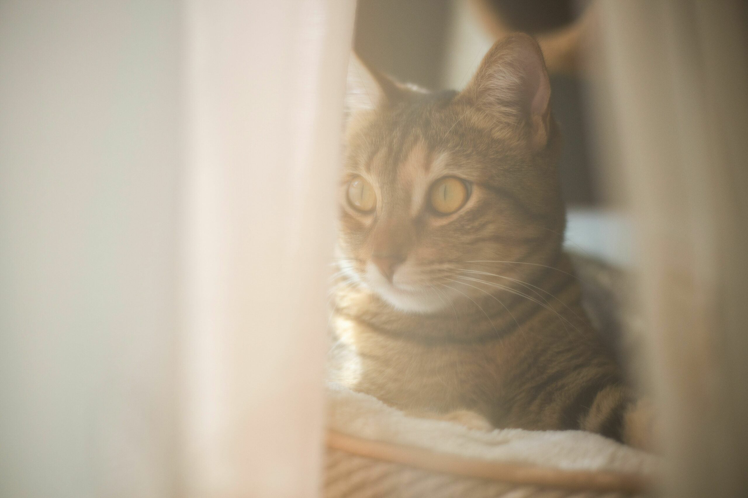 Everything about cat flap draught excluder: tips and tricks – Flappie