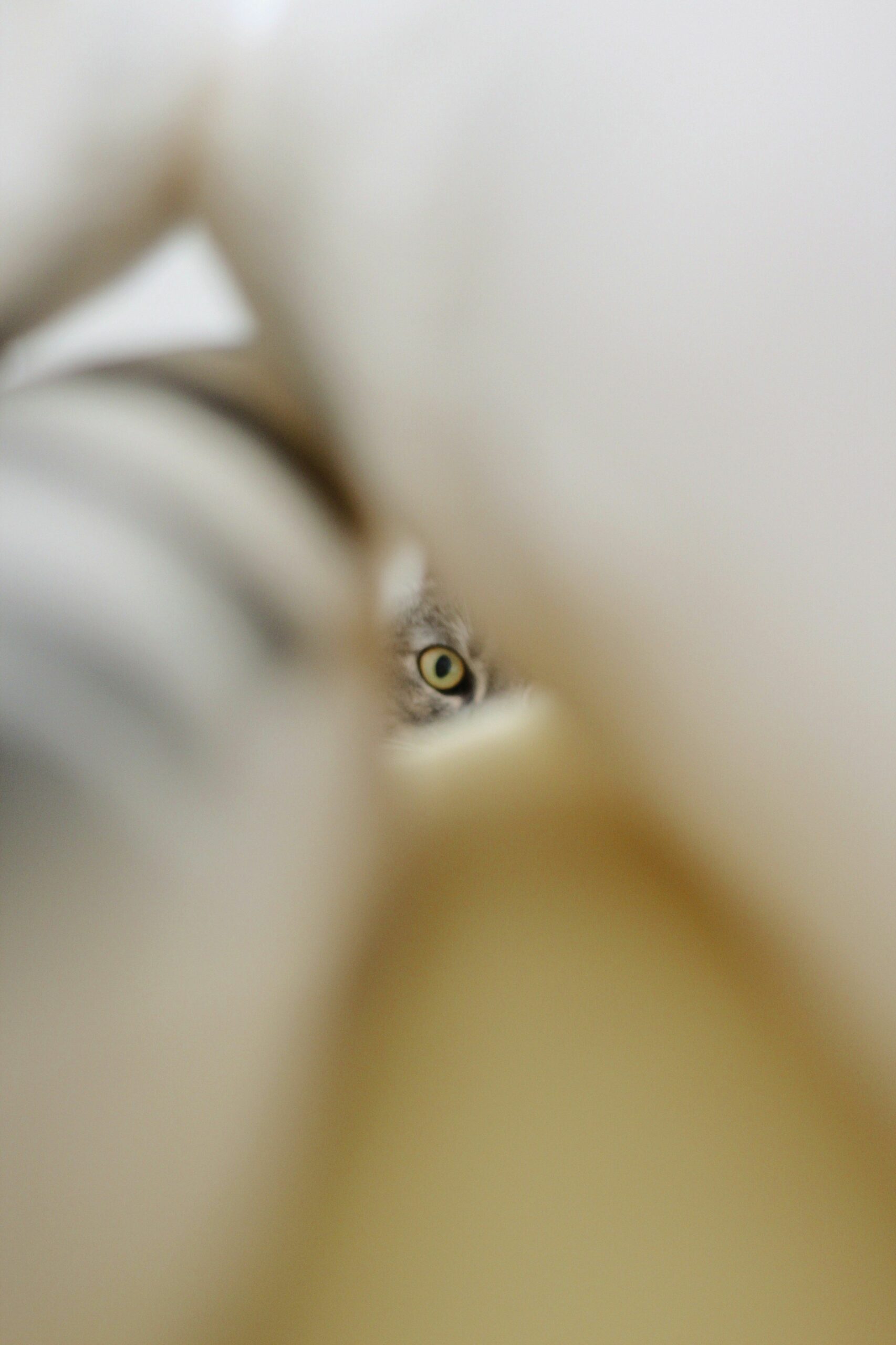 Cat Flap Metal Door Installation: A Comprehensive Guide – Flappie