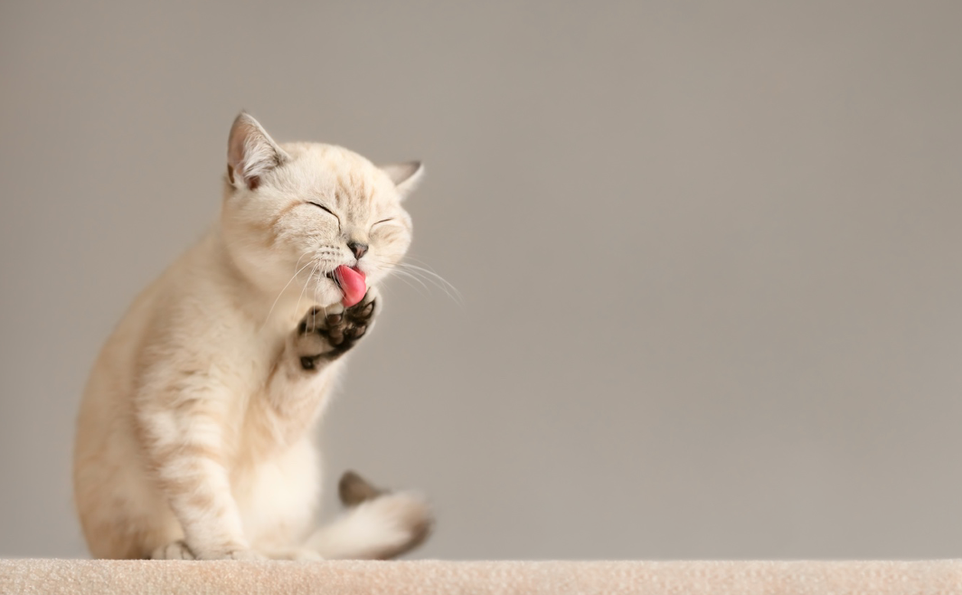 Excessive grooming in cats – Flappie