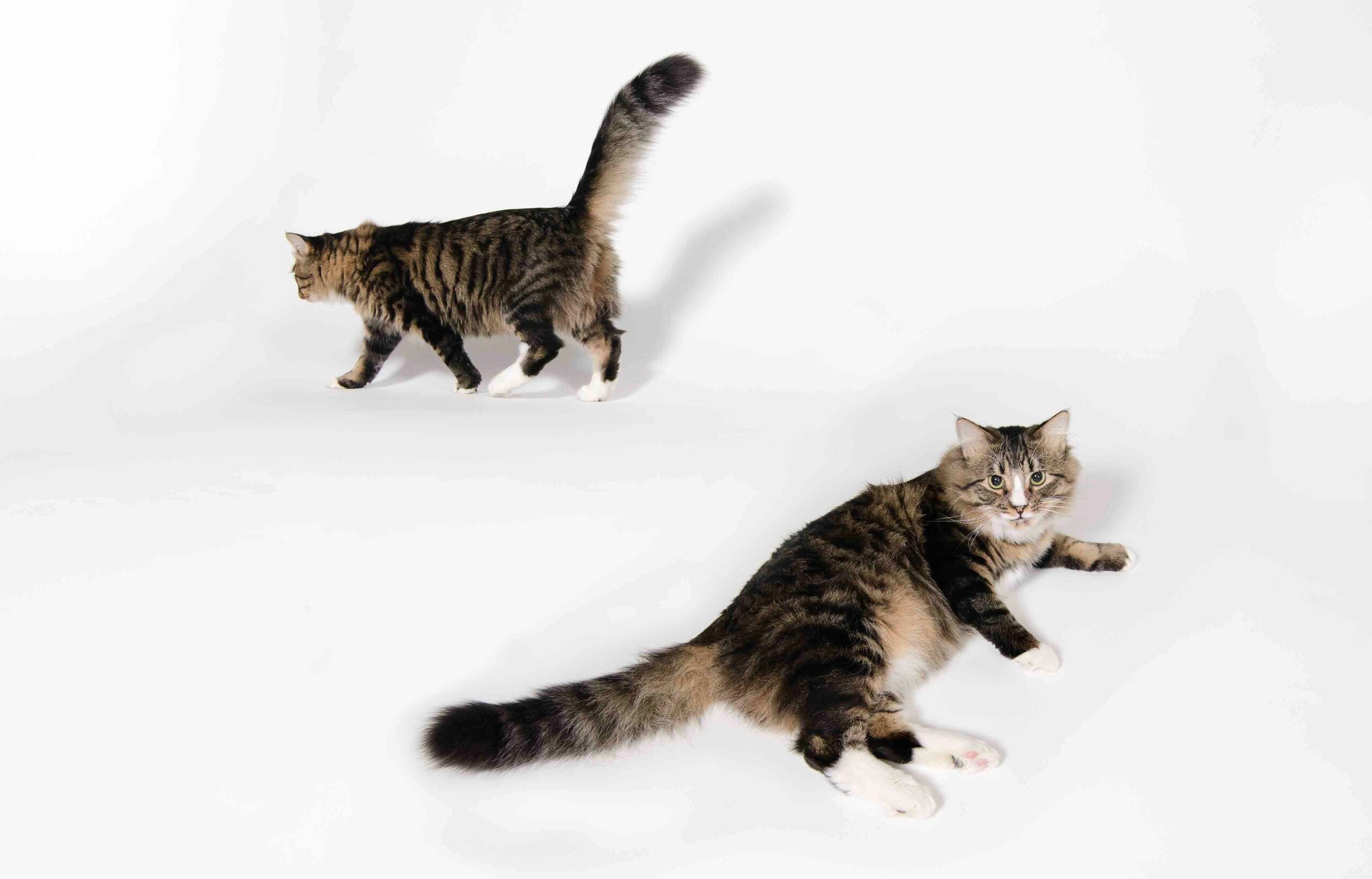 Cat flap window: freedom for your furry friend – Flappie