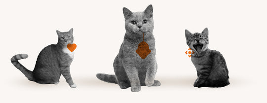 Swedish Cat Breed: A Comprehensive Guide – Flappie