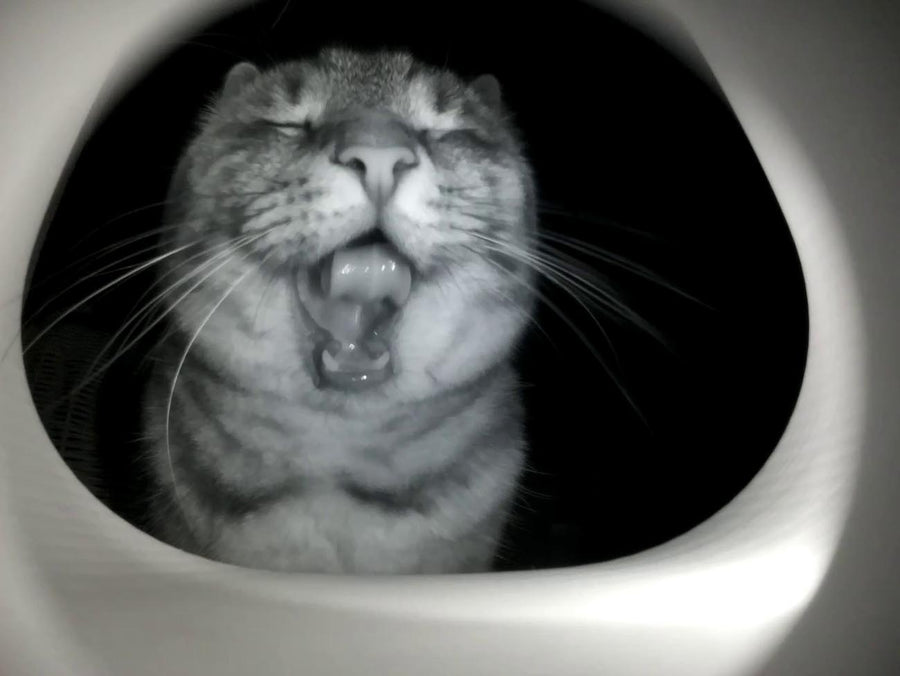 Katzenklappe – Flappie