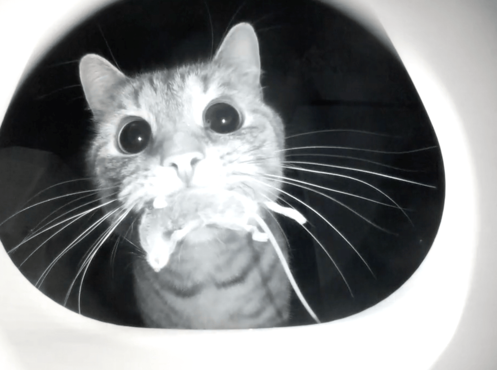 Flappie: The cat flap with prey & mouse detection
