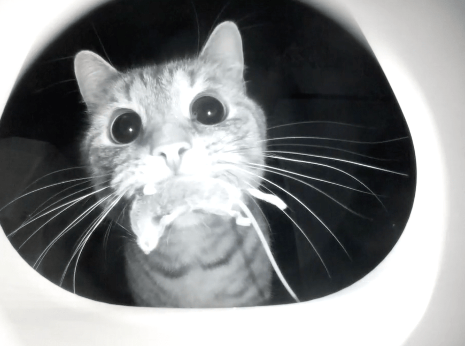 Flappie: The cat flap with prey & mouse detection