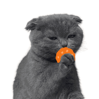 Swedish Cat Breed: A Comprehensive Guide – Flappie