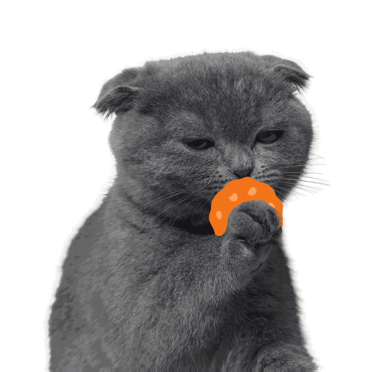 Installing a cat flap through a house wall: A complete guide – Flappie